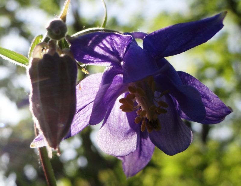Ancolie commune - Aquilegia vulgaris
