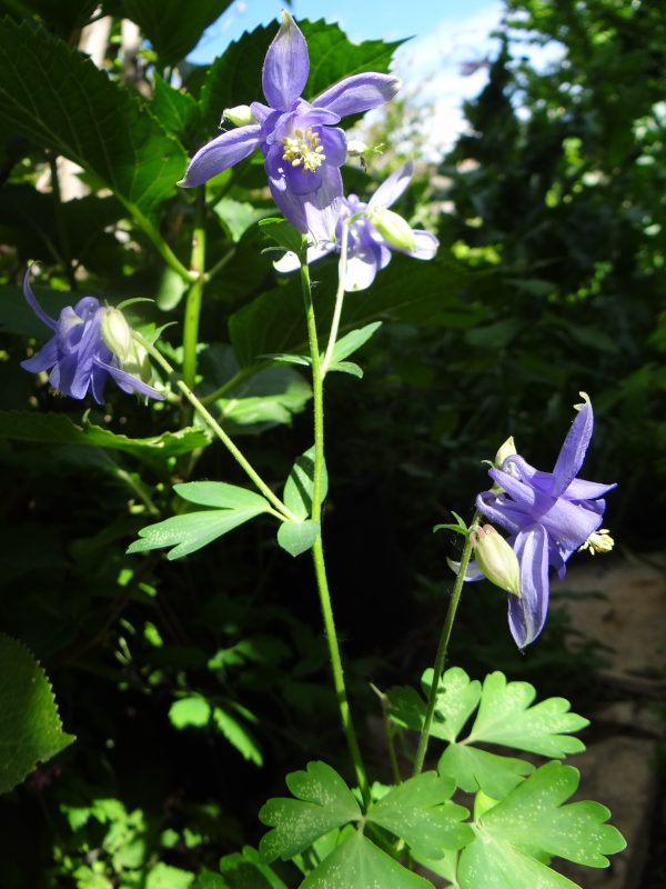 Ancolie commune – Aquilegia vulgaris | Aurea Ecole de la Biodiversité