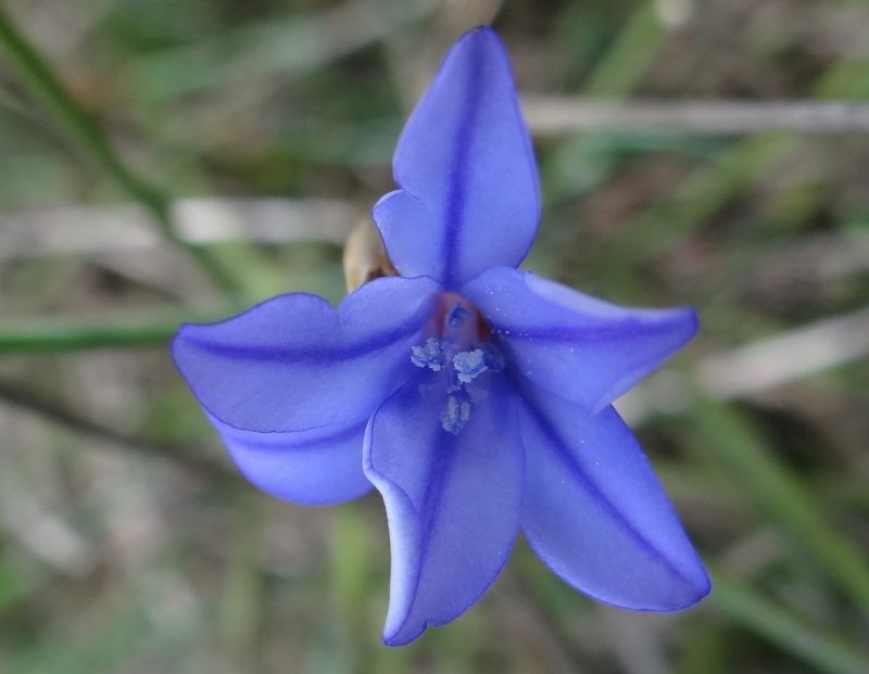 Aphyllante de Montpellier - Aphyllanthes monspeliensis.