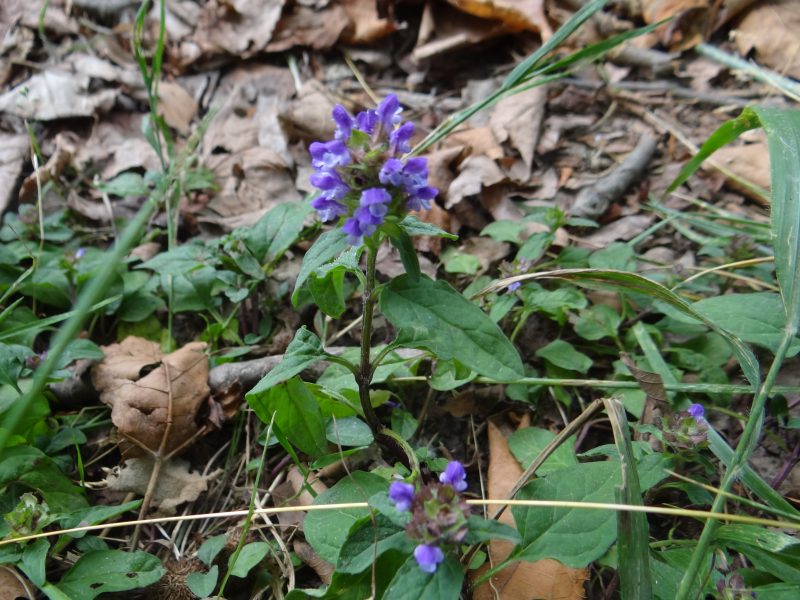 Brunelle commune - Prunella vulgaris