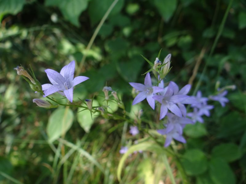 Campanule raiponce - Campanula rapunculus
