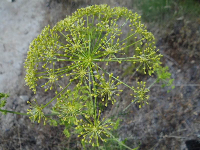 Férule commune - Ferula communis