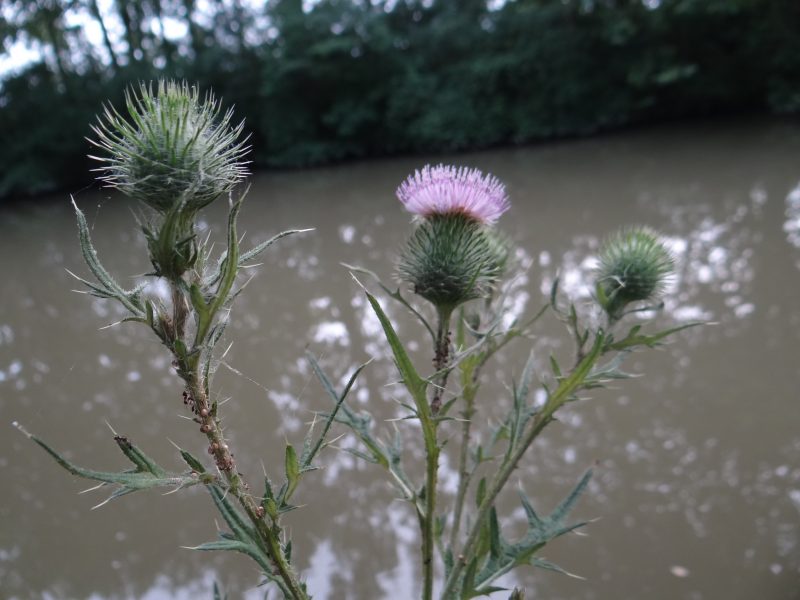 Cirse commun - Cirsium vulgare