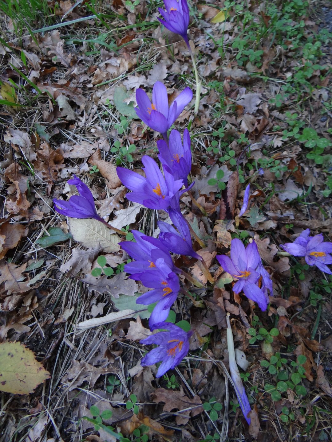 Colchique d'automne - Colchicum multiflorum