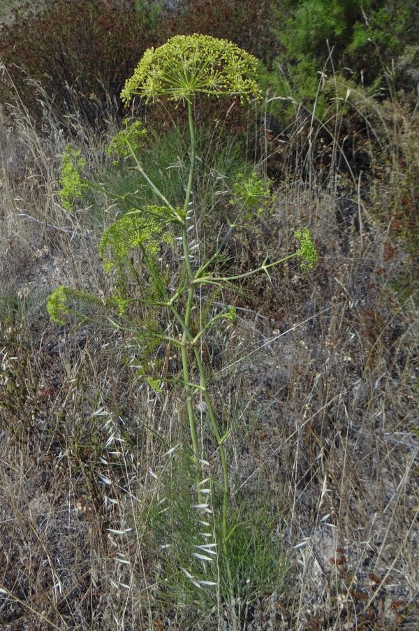 Férule commune - Ferula communis
