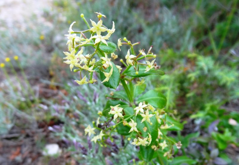 Garance voyageuse - Rubia peregrina