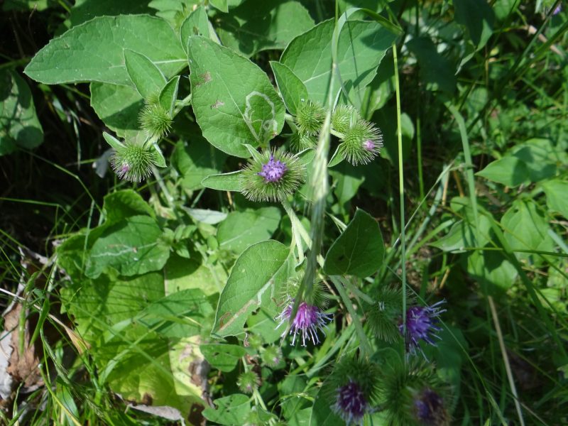 Grande bardane – Arctium lappa | Aurea Ecole de la Biodiversité