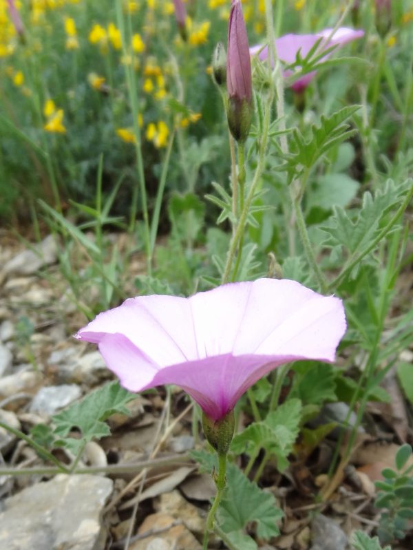 Liseron de Provence – Convolvulus althaeoides | Aurea Ecole de la ...