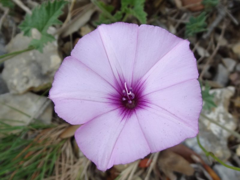 Liseron de Provence - Convolvulus althaeoides