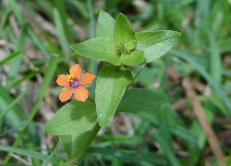 Mouron des champs Mouron rouge- Lysimachia arvensis