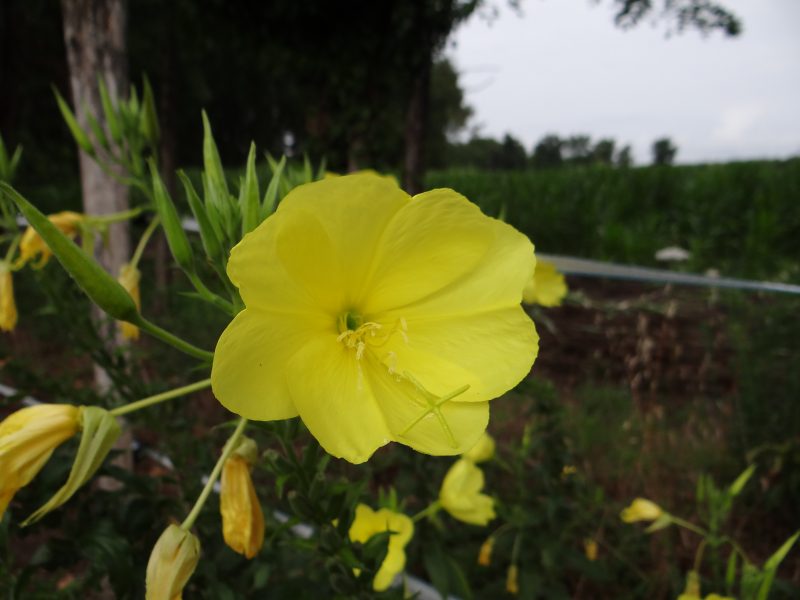 Onagre bisanuelle - Oenothera biennis