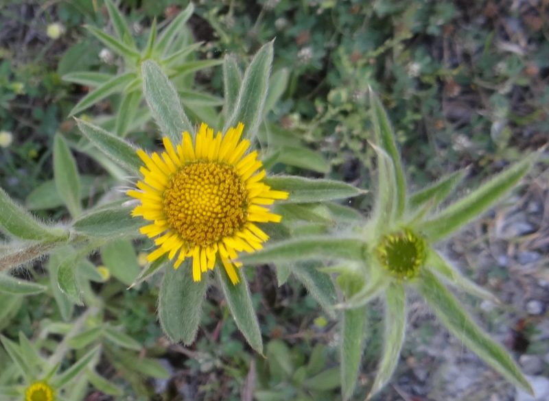 Pallénis épineux - Pallenis spinosa