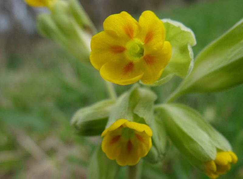 Primevère officinale - Coucou - Primula veris