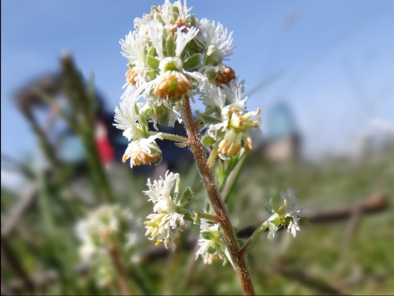 Réséda jaune - Reseda lutea