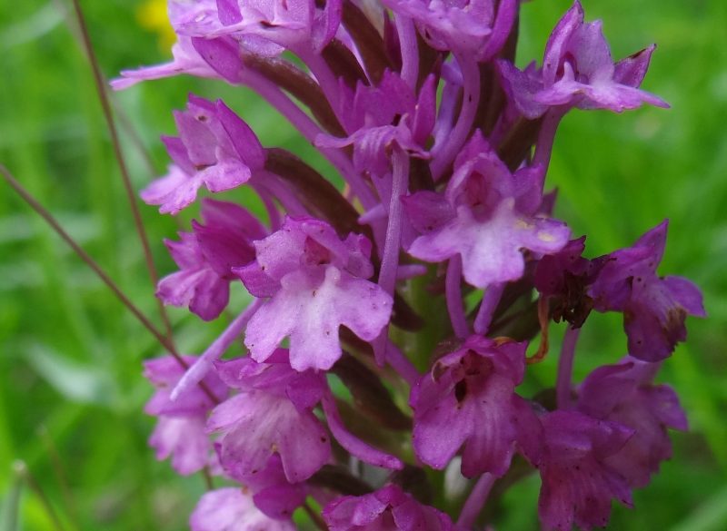 Orchis mâle - Orchis mascula