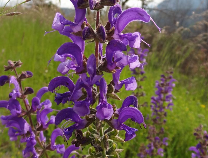 Sauge des prés- Salvia pratensis